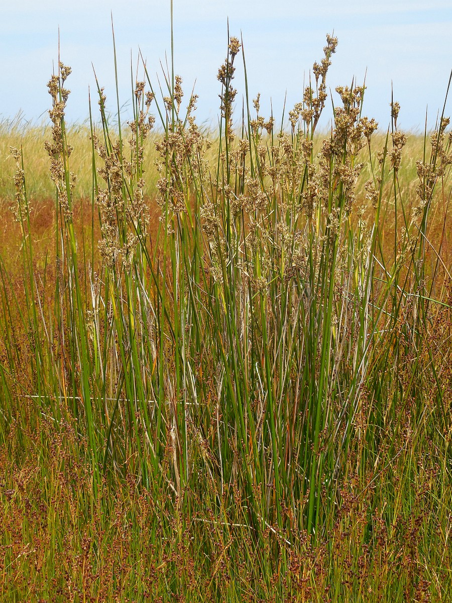 Juncus maritimus, Sea Rush